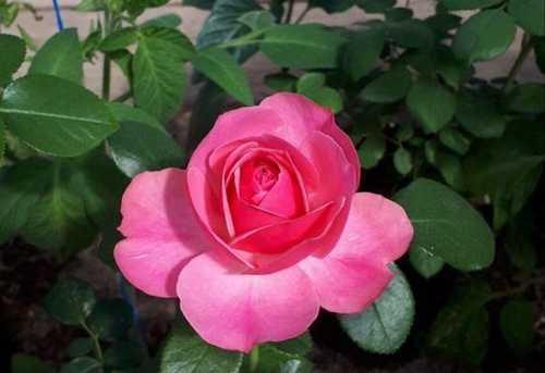 Розы для вашего сада