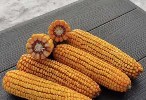 Семена гибридов кукурузы Золотой Початок