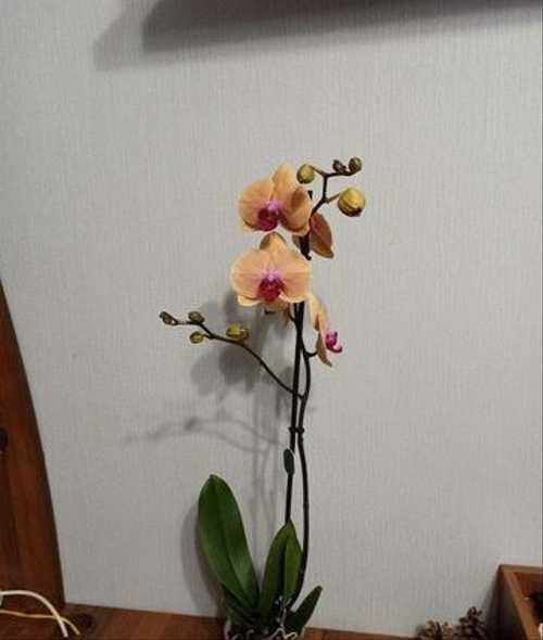 Орхидея фаленопсис Карибская Мечта