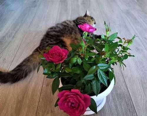 Роза ароматная