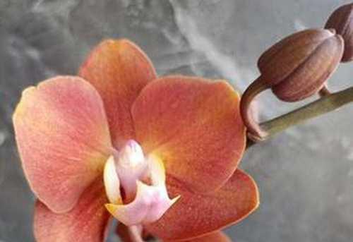 Орхидея фаленопсис Горизонт / Horizon кирпичная