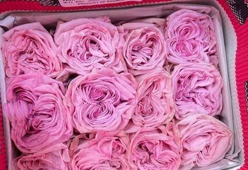 Пионовидные ароматные розы