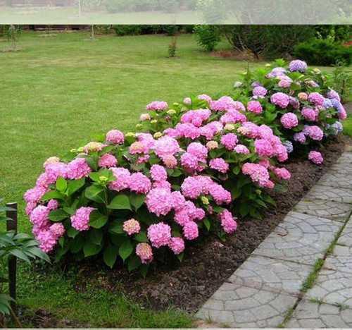 Гортензия крупнолистная Hydrangea macrophylla