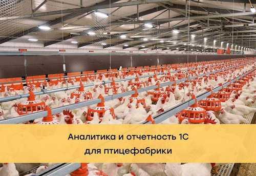 Аналитика и отчетность 1С для птицефабрики