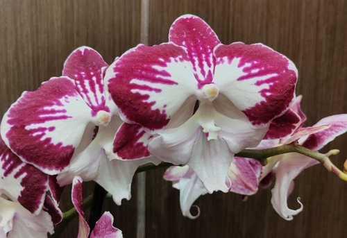 Орхидея Phalaenopsis Tinkerbells Kizz, Big Lip