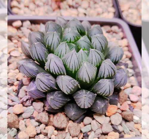 Haworthia obtusa cv. Yamada Black