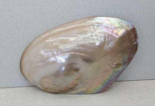 Макабебе серый 21,1 морская ракушка раковина