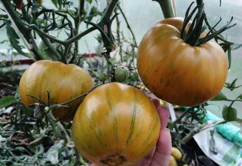 Семена помидор, томатов