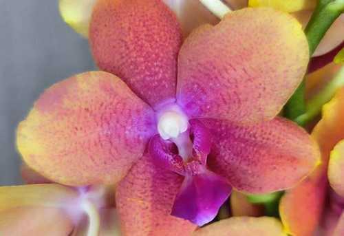 Орхидея фаленопсис ароматная Бронзовый Будда