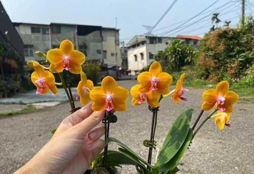 Орхидея фаленопсис Phal. Unique Orange