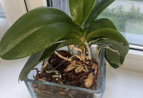 Орхидея фаленопис с ростками и горшком