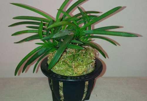 Орхидеи Неофинетии (Neofinetia Falcata)