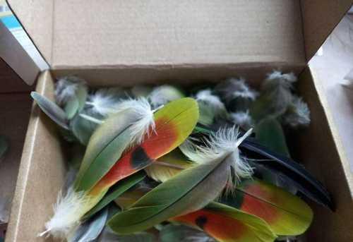 Перья амазонского попугая