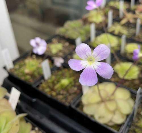 Pinguicula pilosa x emarginata