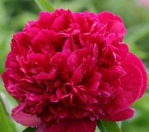 Пион пион ред сара бернар (RED sarah bernhardt