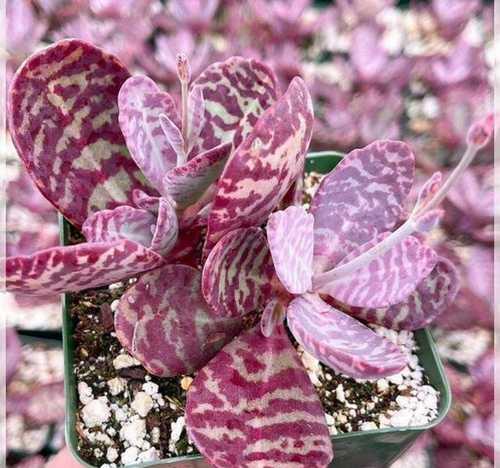 Kalanchoe figuereidoi