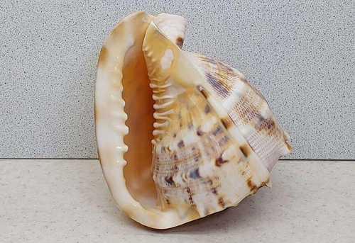 Касис Корнута 12,2 морская ракушка раковина