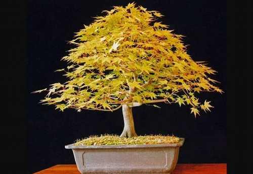 Японский желтый клён - Семена бонсай