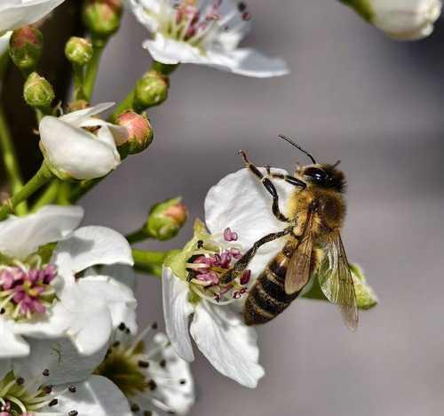 vivo X100 Ultra, 16/1 ТБ
