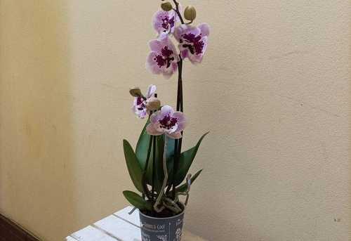 Орхидея фаленопсис Алладин 2st