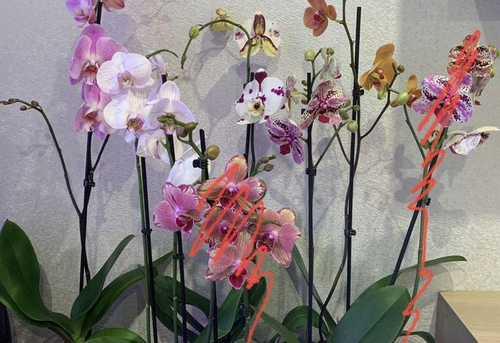 Орхидея фаленопсис отцветают