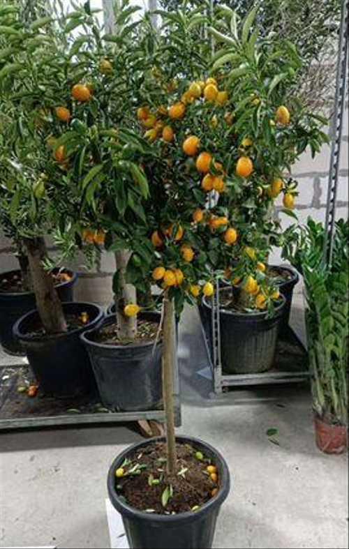 Золотой апельсин 160 см