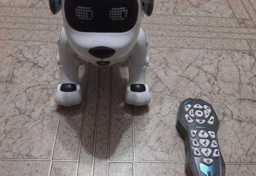Робот пёс