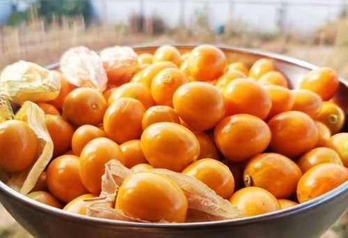 Физалис фруктовый Индийский расбхари ягоды инков