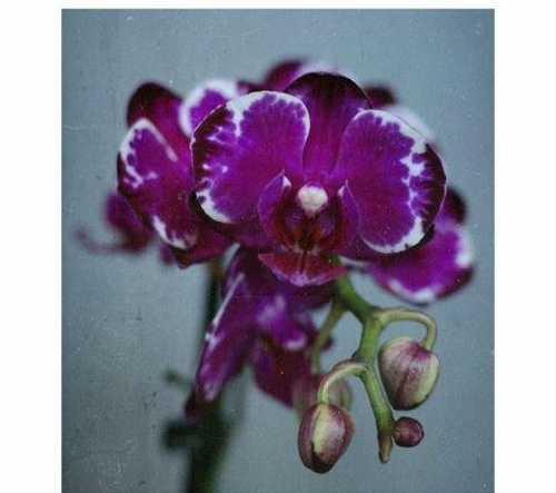 Цветущая орхидея фаленопсис Younghome Kaleido