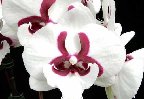 Орхидея Phal. YH0508