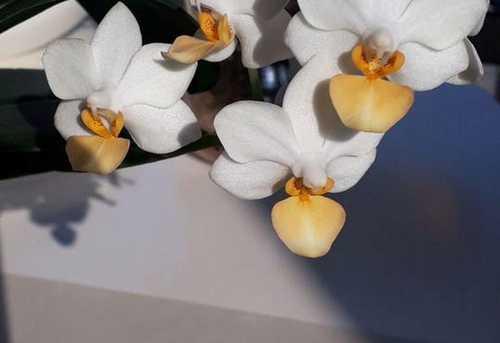 Орхидея Phal. Liu's Triprince
