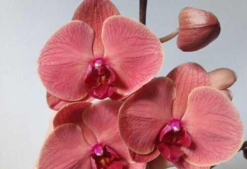 Орхидея фаленопсис оцветашки