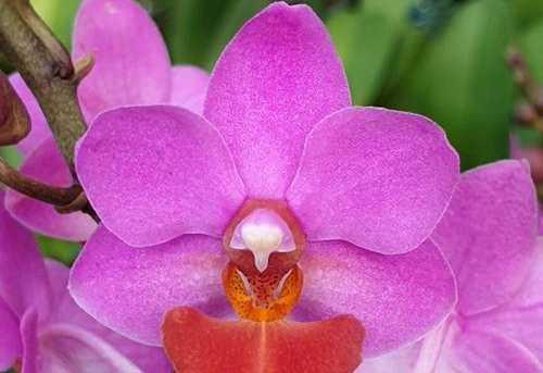 Орхидея Phal. Liu's Triprince 'Pink'