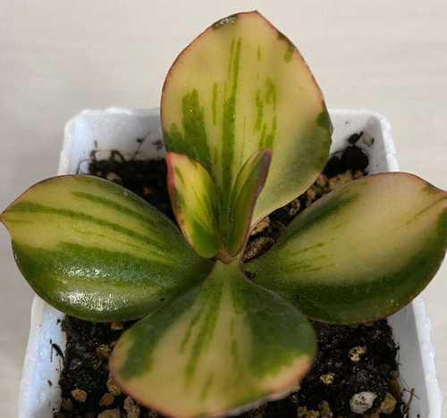 Crassula Solana (Солана)