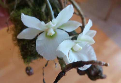 Орхидеи мини для флорариума и подоконника