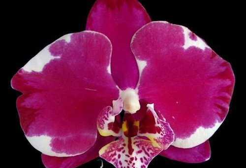 Орхидея Phal. King Car Black Lulu