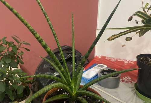 Кактусы и суккуленты