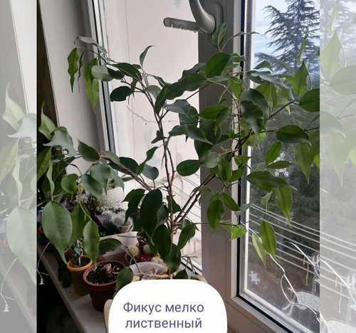 Продам фикус