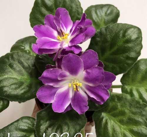 Фиалка цветок в горшке