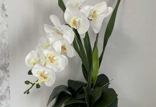 Орхидея декоративная