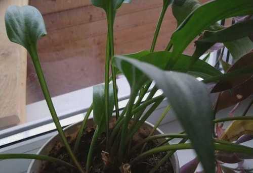Комнатное растение дримиопсис