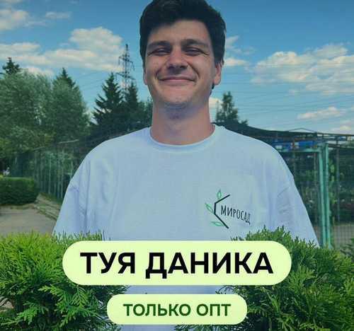Туя Даника Оптом