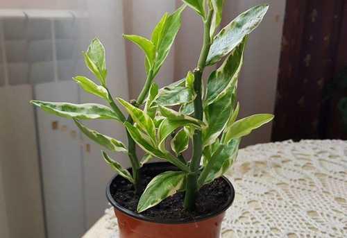 Саженец комнатное растение Педилантус
