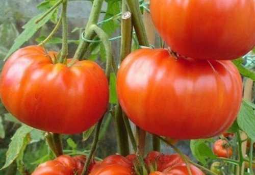 Семена томата красный гигант (Болгария) 10с