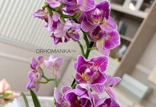 Орхидея фаленопсис мультифлора пелор