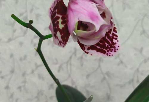 Орхидея фаленопсис пелор Опера