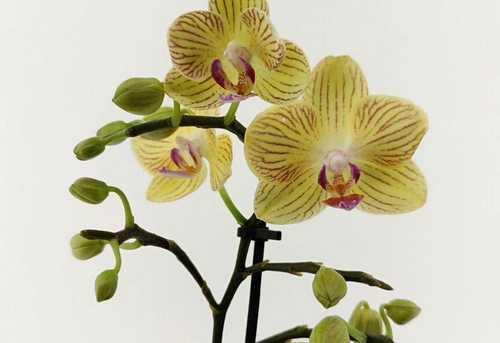 Орхидеи разных цветов 1 ствол