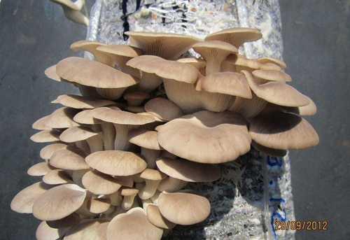 Мицелии грибов вешенка