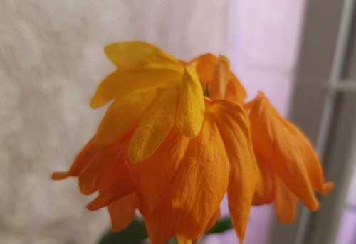 Кроссандра оранжевая и жёлтая