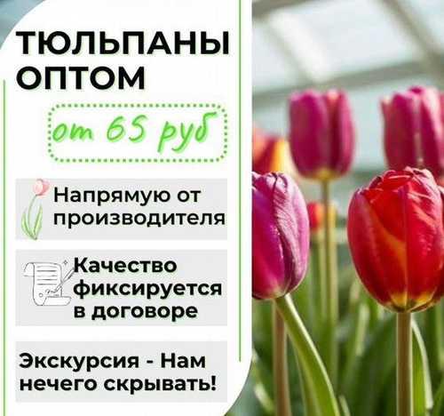 Продажа тюльпанов для бизнеса — оптом